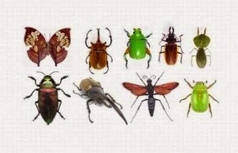 ANIMALES VERTEBRADOS E INVERTEBRADOS