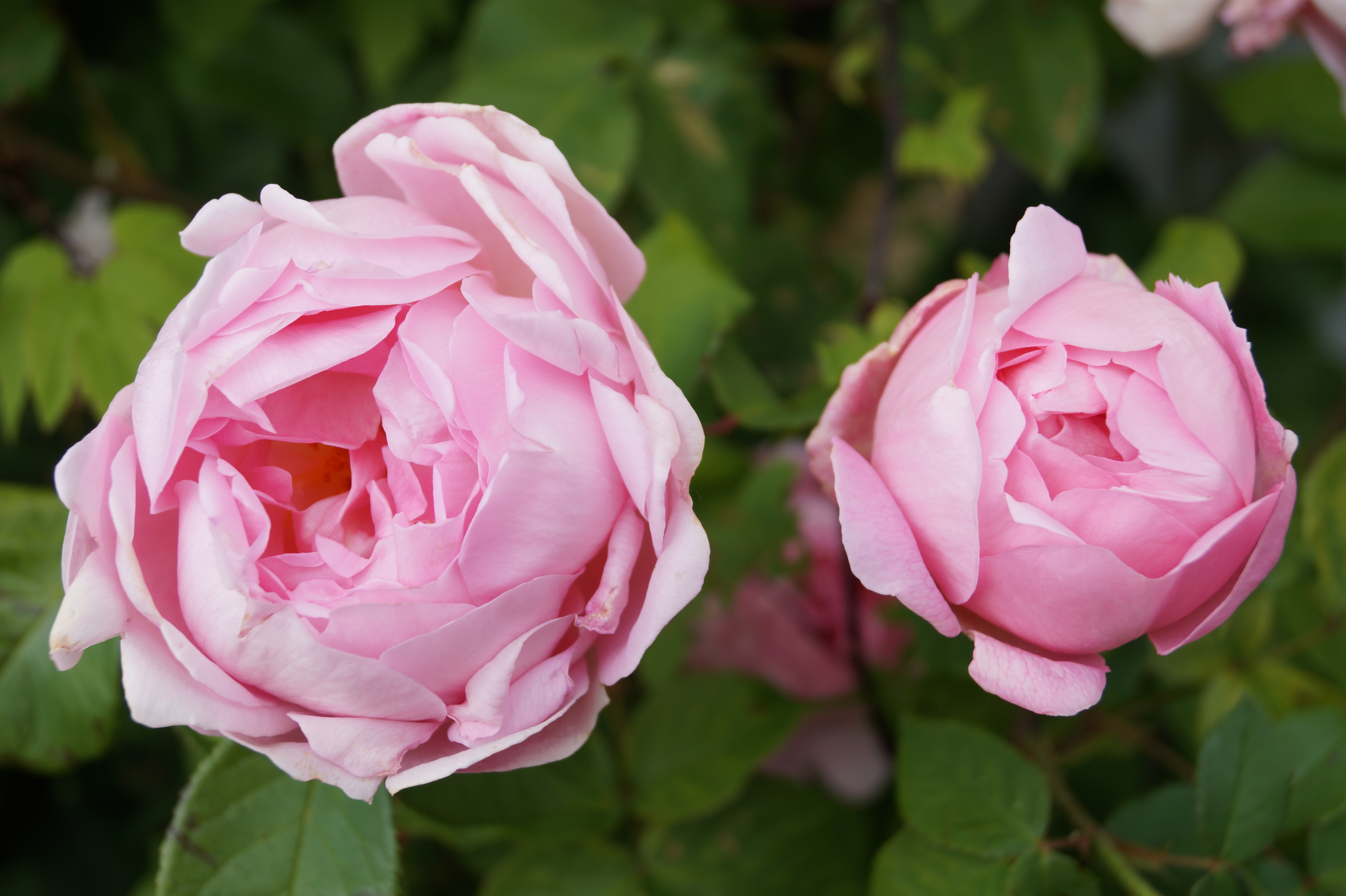 Lillians hage: Rosa Constance Spry er David Austin første rose!