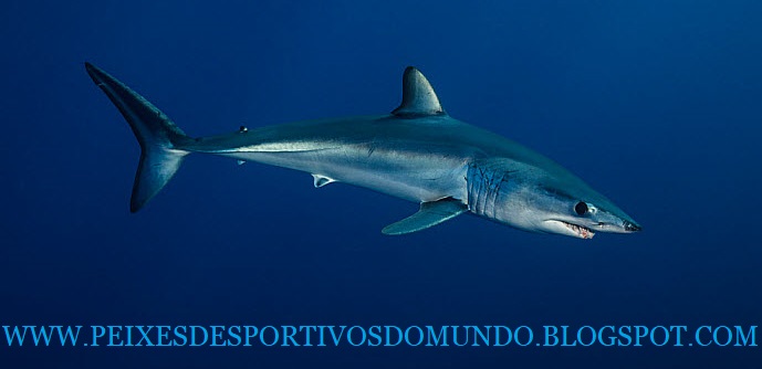 PEIXES DESPORTIVOS DO MUNDO: O TUBARÃO MAKO - Isurus oxyrinchus ...