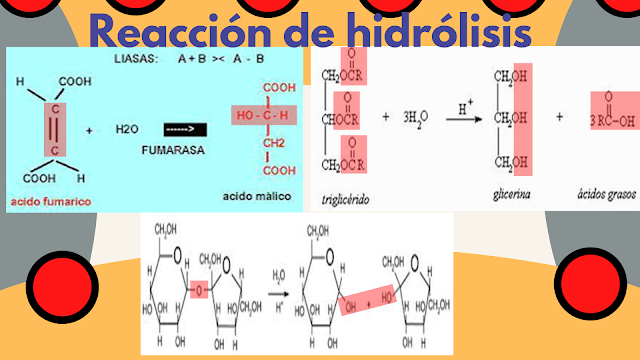 Hidrolisis