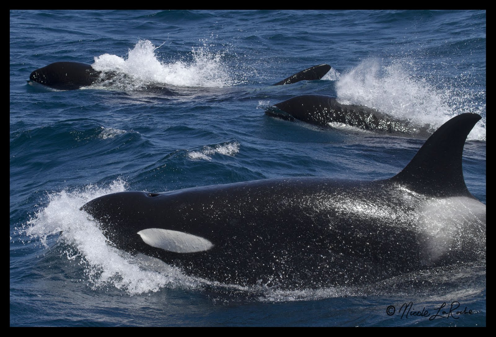 Nicole LaRoche Photography: Cetaceans on the High Seas