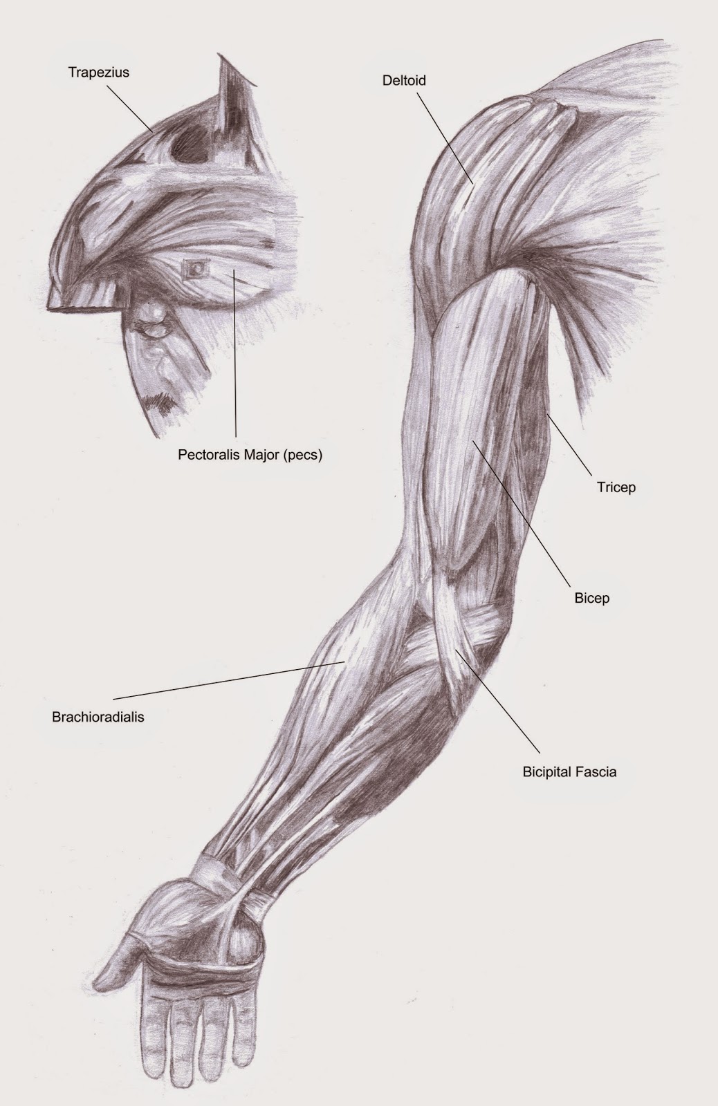 Ben Matthews: Anatomy: Drawing Muscle Groups