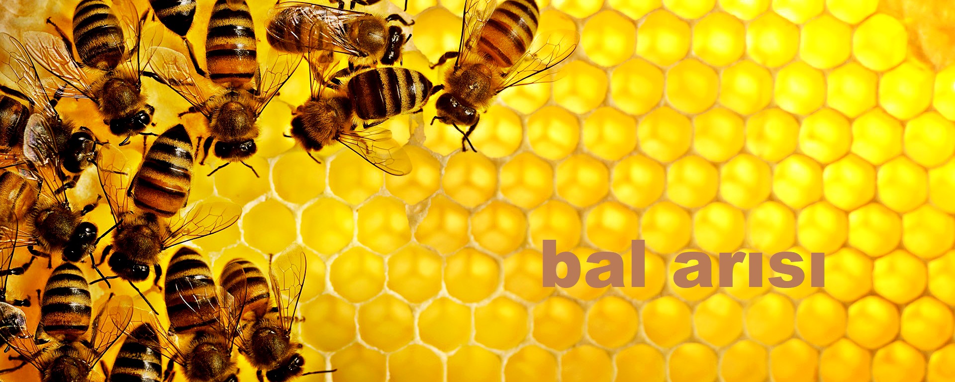 bal arısı - BilginCin