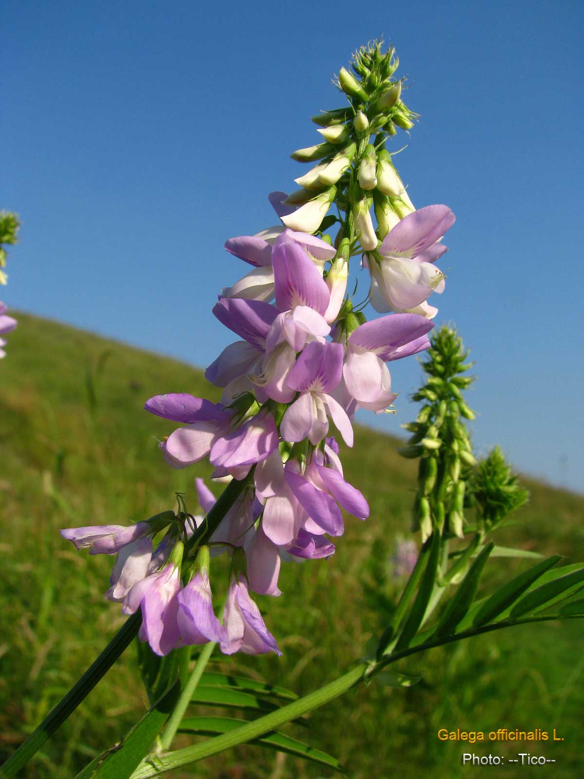 Medicinal Plants: Galega officinalis