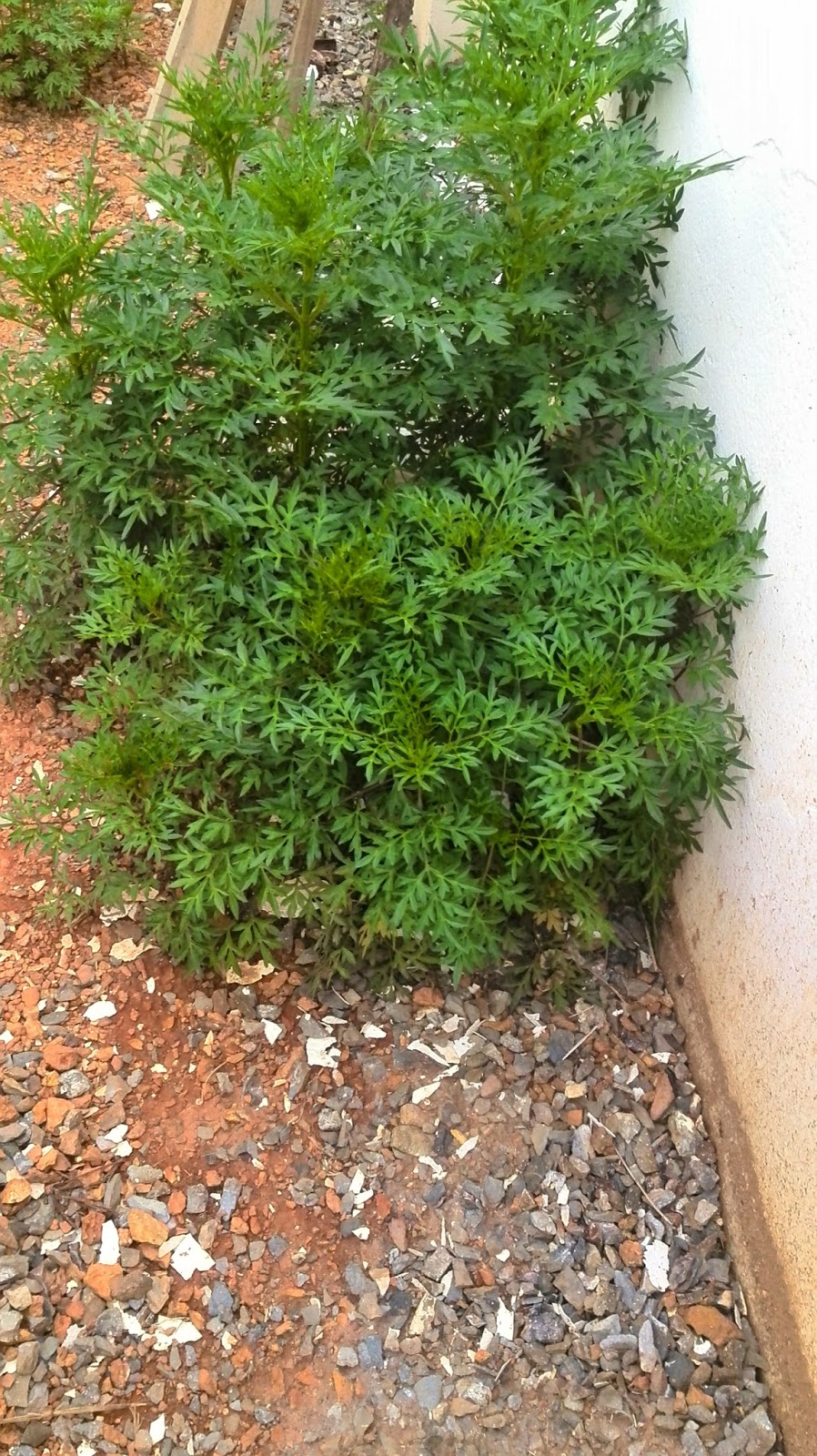 namakucella: ULAM PUCUK SENERUI...PUCUK PUTAT...PUCUK ULAM RAJA