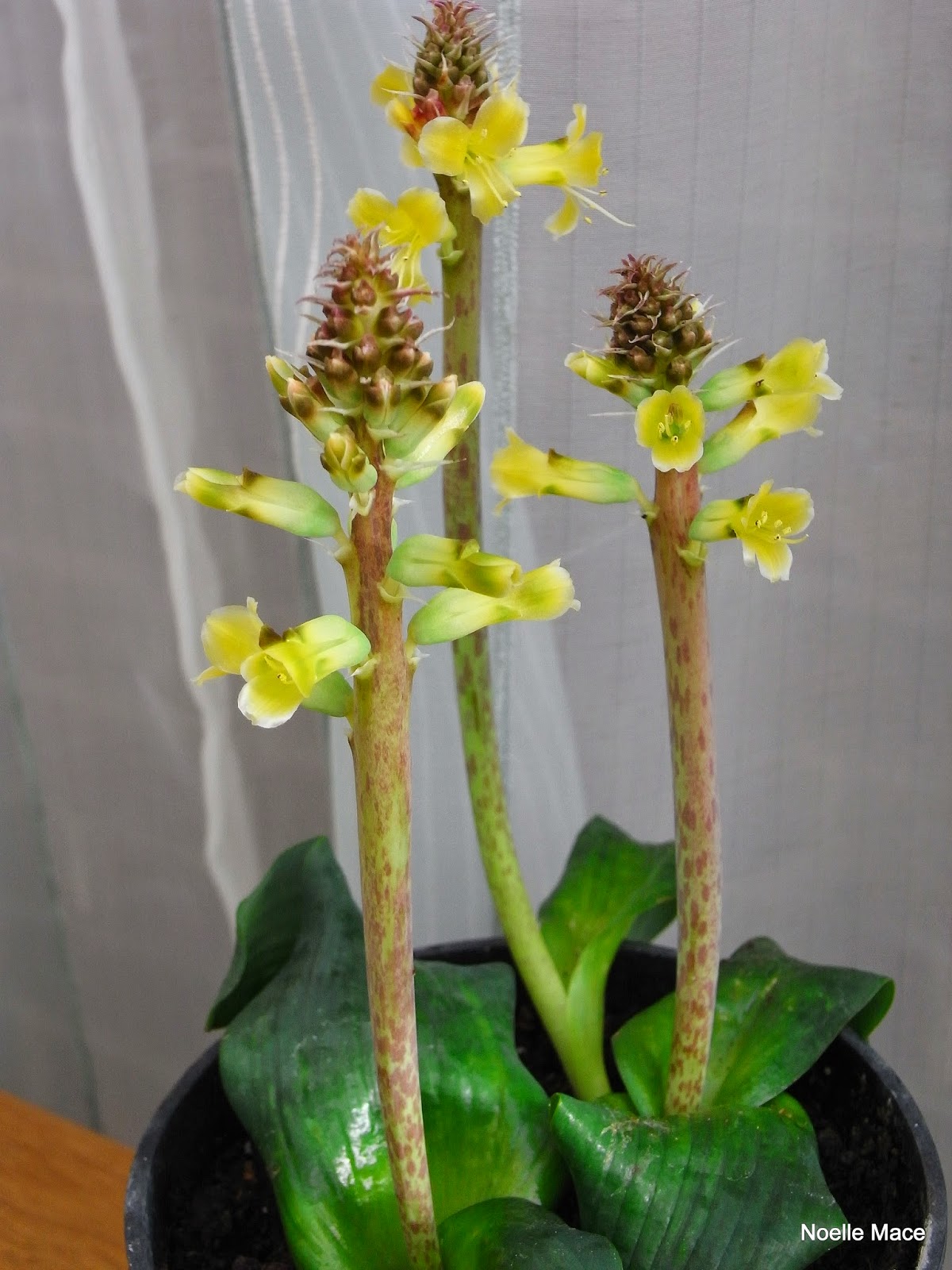 Stasher: Lachenalia aloides 'Romaud'