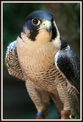 My Story Lives: Would You Climb a 693-foot Bridge to Band Peregine Falcons?