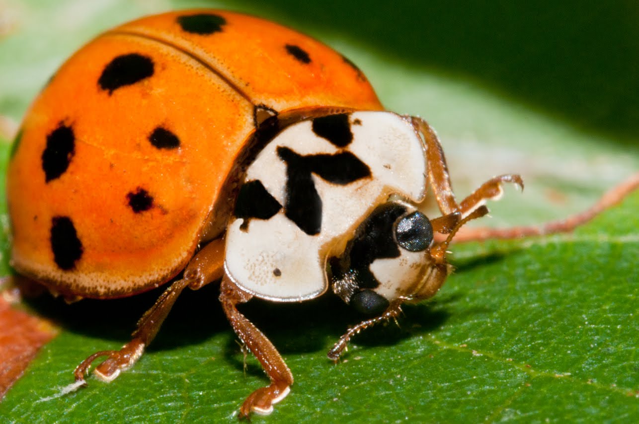 10 Very Common Garden Pests You Must Know About It - Garden Bible