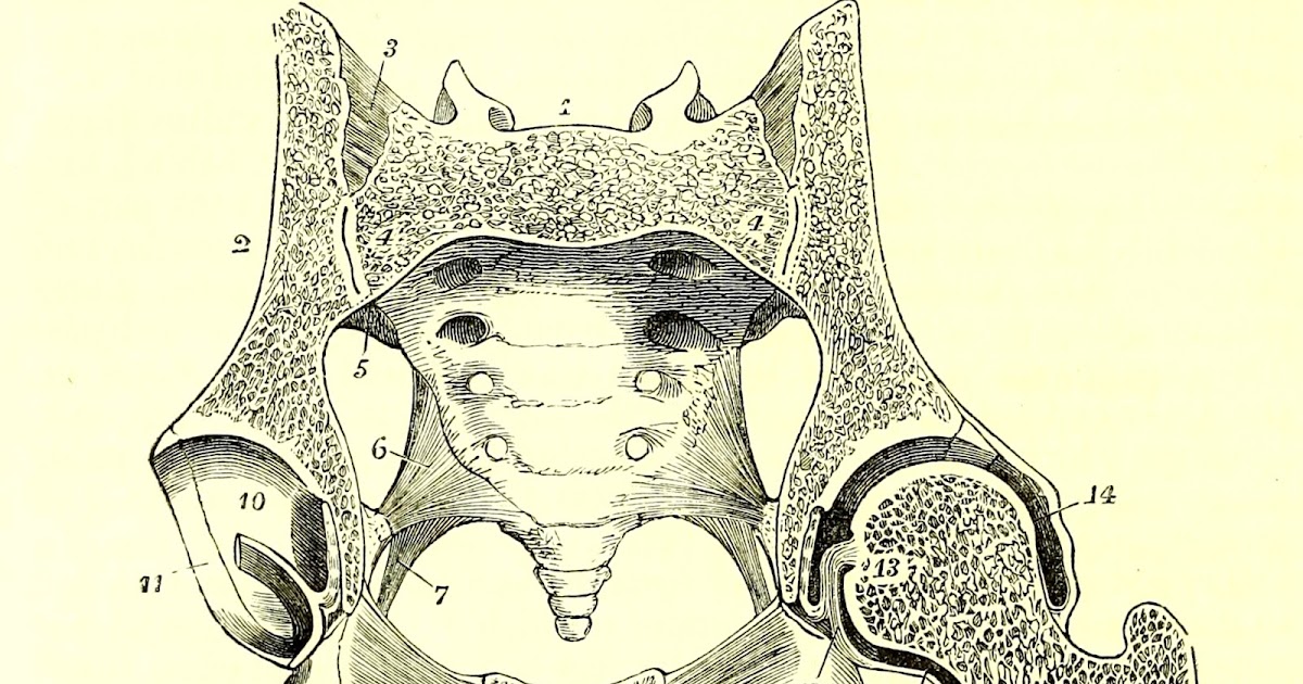 Data Deluge: Quain's Elements of Anatomy (1876)
