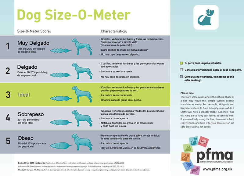 Sobrepeso y Obesidad Canina | Blog Mi Perro Mola