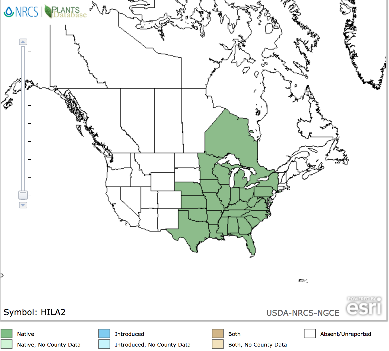 clay and limestone: Wildflower Wednesday: Hibiscus laevis