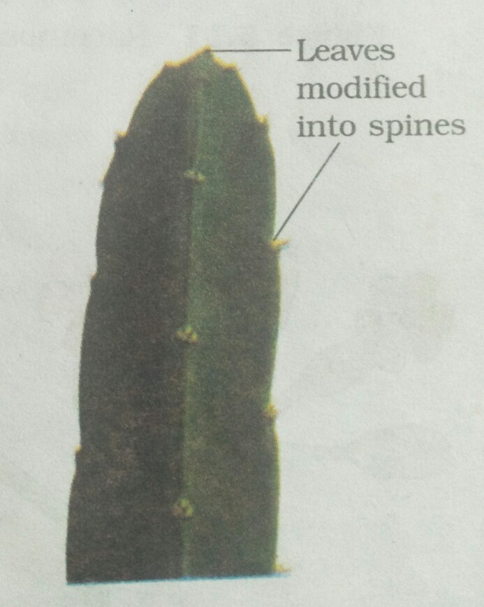 Morphology of Flowering Plants Class 11 Science Notes Download in PDF-3 ...