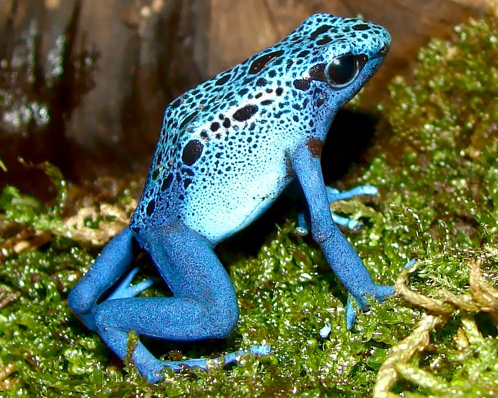 Dendrobates azureus - Amphibians World
