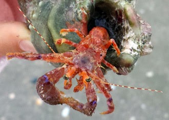 Sandy strandings: the role of contingency in the beach biosphere ...