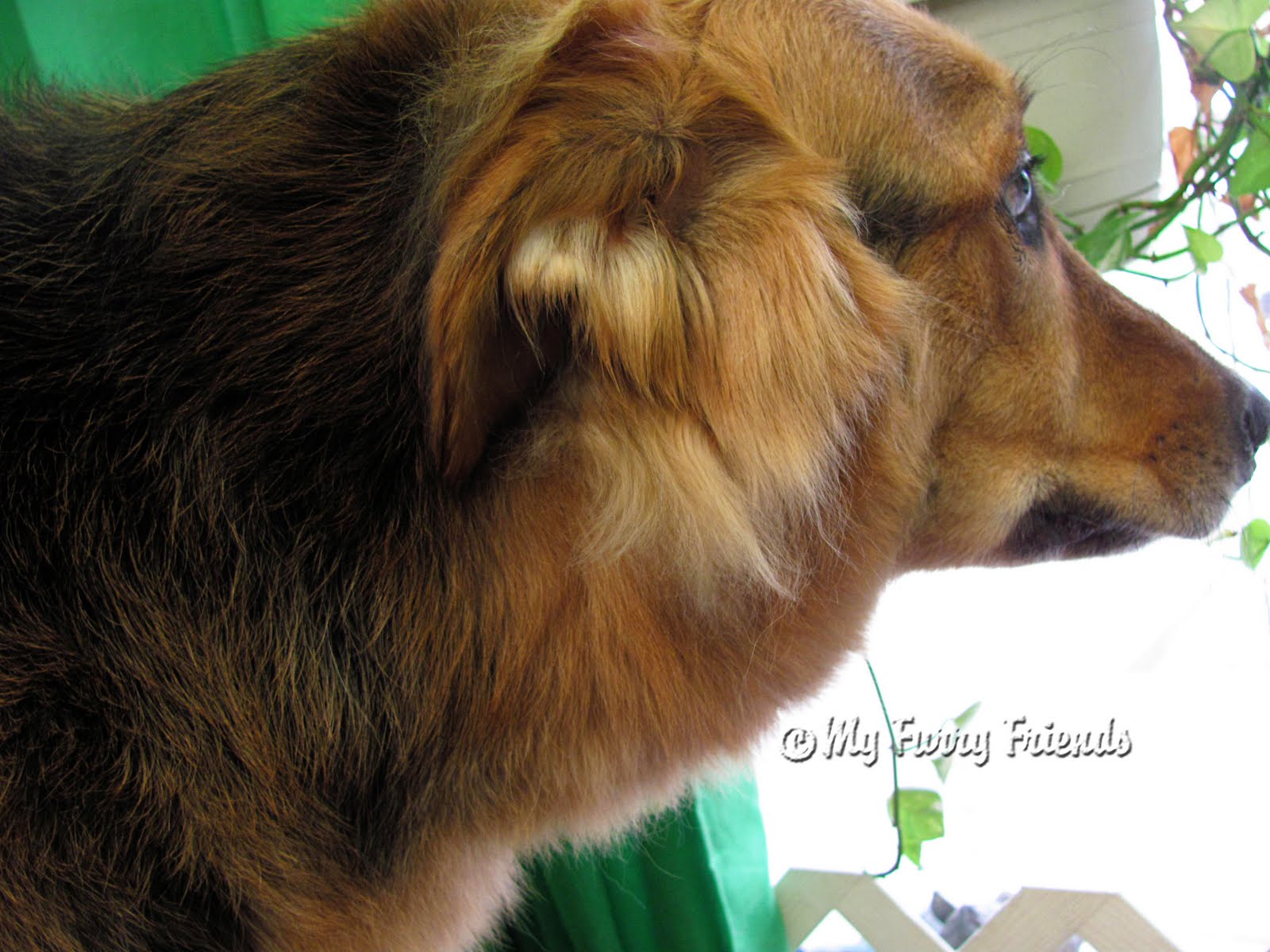 Pet Grooming: The Good, The Bad, & The Furry: Grooming a Shepard Mix
