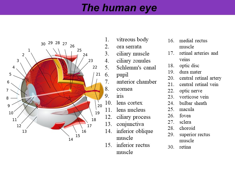 Structure, Functions and Disorders of The Human Eye