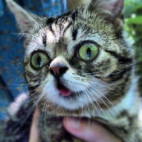 Meet this cute Lil Bub (25 pics) | Amazing Creatures