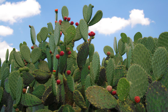 La Madriguera del Dr. Wolf: Energía de nopal