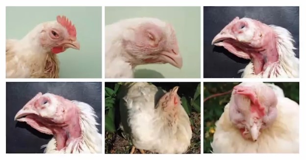 Swollen head syndrome