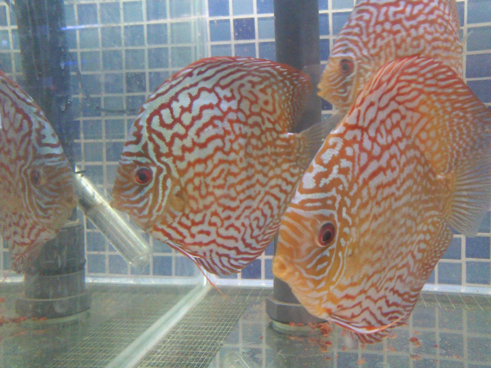 Discus Vigo: Galaxy Turquoise