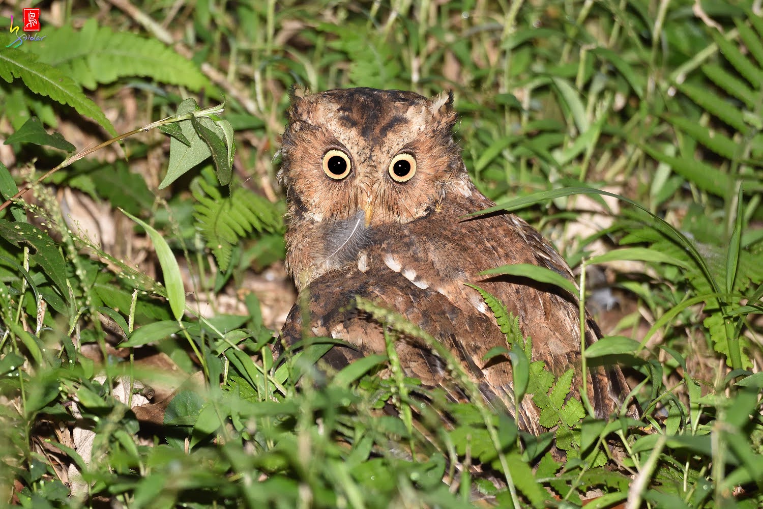 Alder's Bird-watching Notes: 夜拍黃嘴角鴞．The photography of Mountain Scops-owl