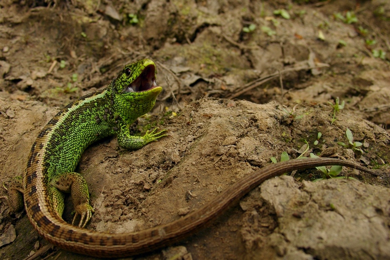 Froglife news: Froglife's Dragon of the Month: Sand Lizard