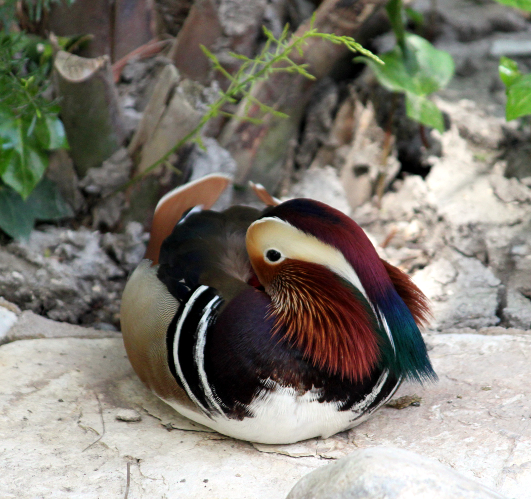 travelswithkathleen: Let sleeping ducks lie