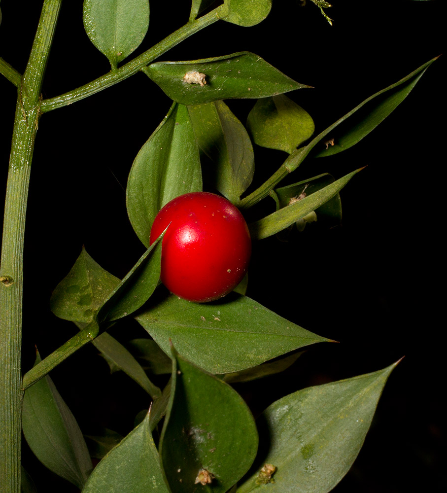 Ruscus aculeatus L.