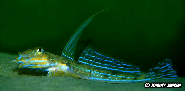 Something Fishy Going On: Most Wanted : Reticulated Dragonet.