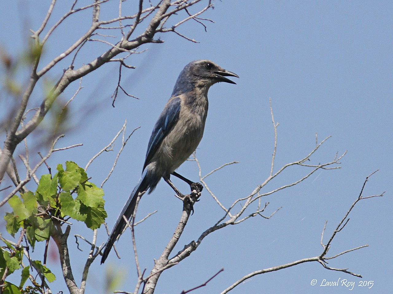 Des oiseaux sur ma route: Des oiseaux fascinants ( États-Unis: Floride )