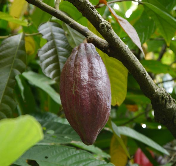 Devonport Chocolates: Chocolate Spa Bliss and Cacao Trees in Bali