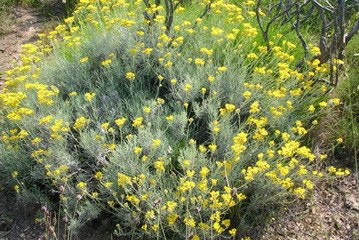 Backyard Patch Herbal Blog: Curry Plant - Herb of the Week
