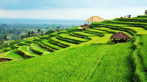 Travel to Jatiluwih rice terrace an epic culture of Subak Bali - Trevindos