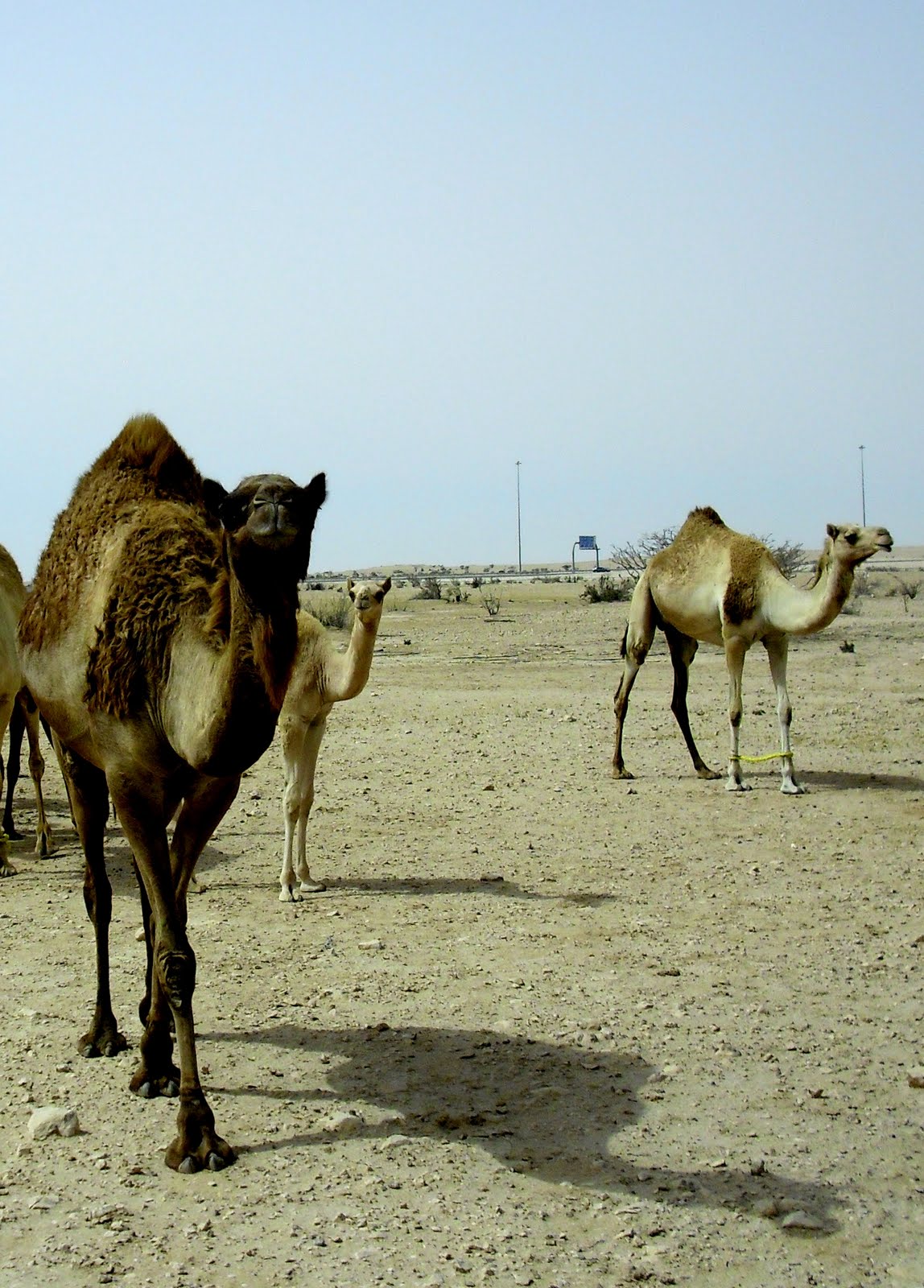 A Little Oryx in Qatar: Camel & Goat Farm near Al Nasraniya