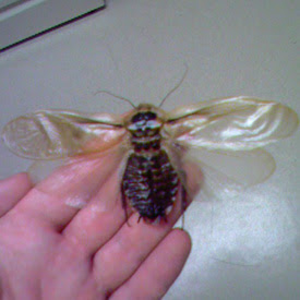 Michelle Teacress: Bermuda Beauties