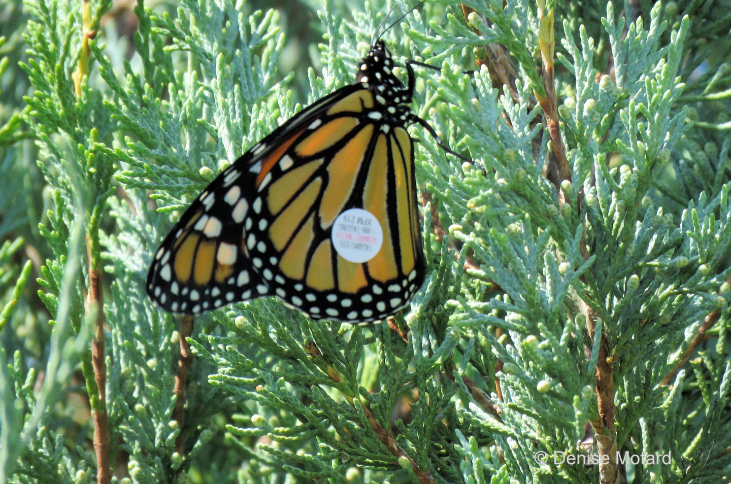 TAGGING MONARCH BUTTERFLIES