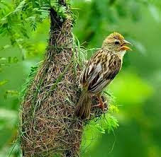 Cinta Pada Yang Satu: MARI KENALI BURUNG TEMPUA...