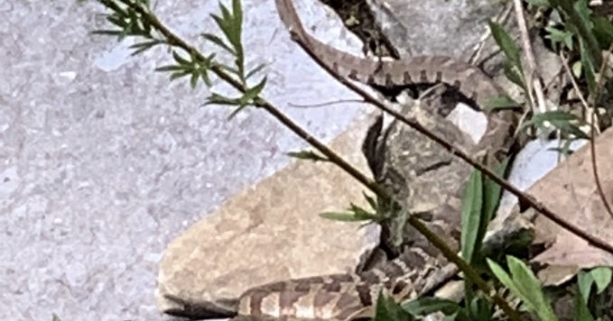 A little leeway: 26. The Syndrome