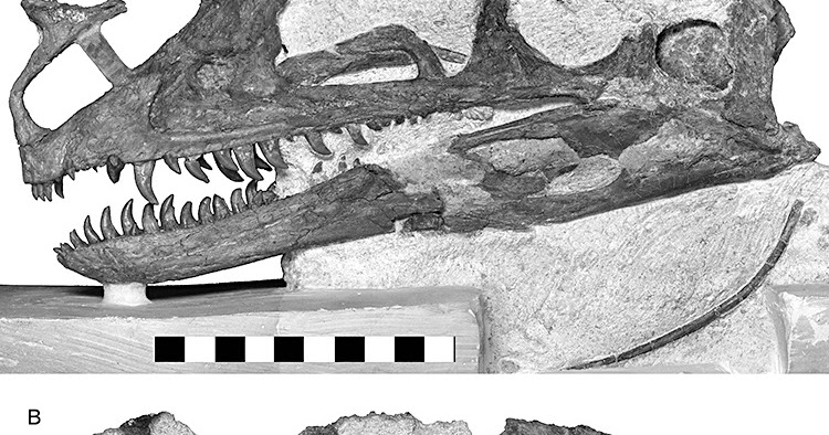Extinct Animal of the Week: Proceratosaurus at the Museum