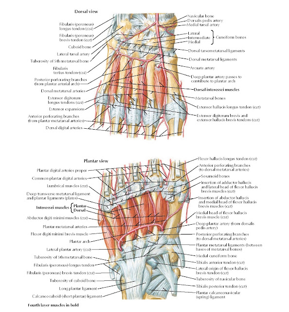 Interosseous Muscles and Deep Arteries of Foot Anatomy - pediagenosis