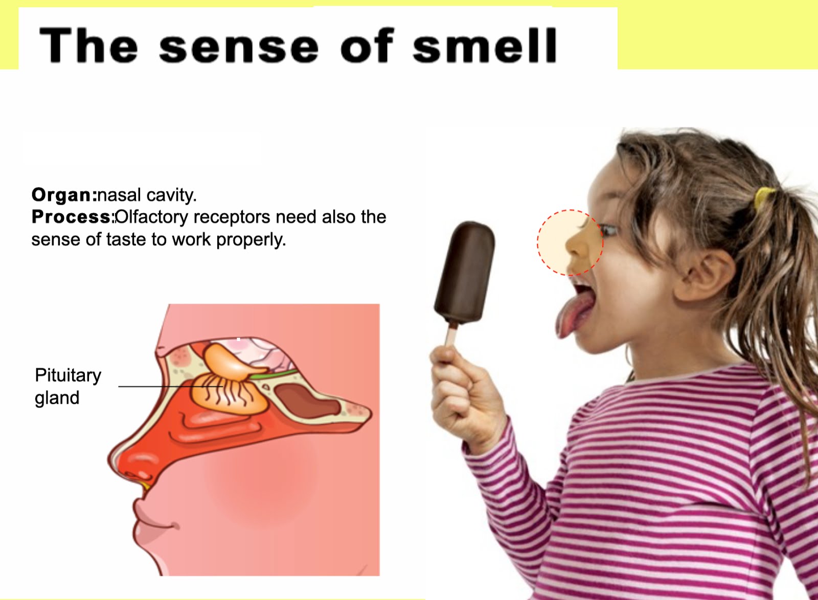 Blog de 6º de Primaria: Natural Science - Unit: The human body and interaction - LESSON: THE ...