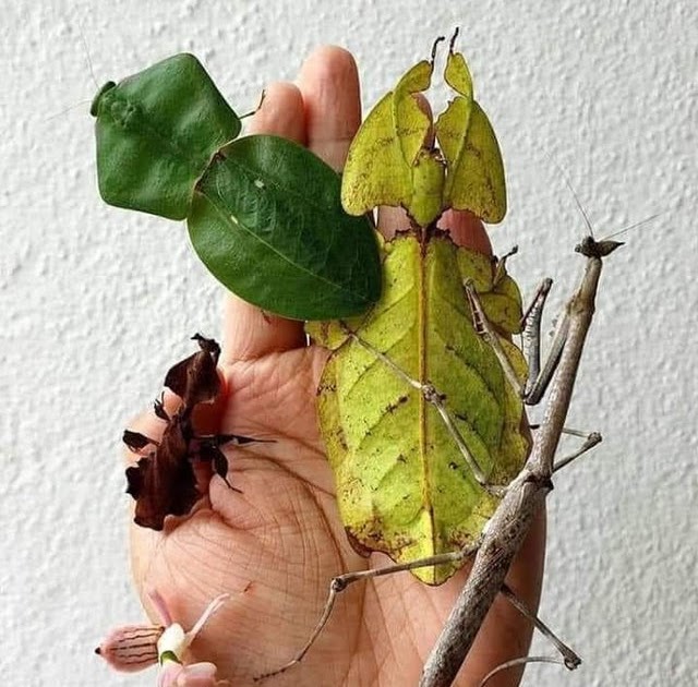 TYWKIWDBI ("Tai-Wiki-Widbee"): Word for the day: phasmids