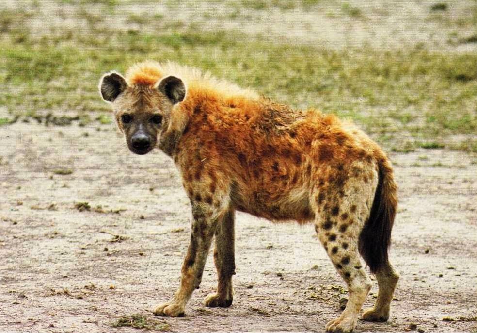 Teki-Tizi: La hyène