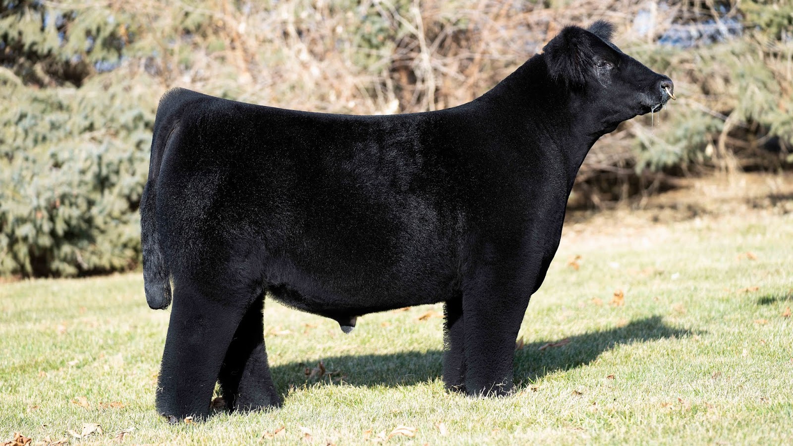 RCC Blog: Rodgers Bulls