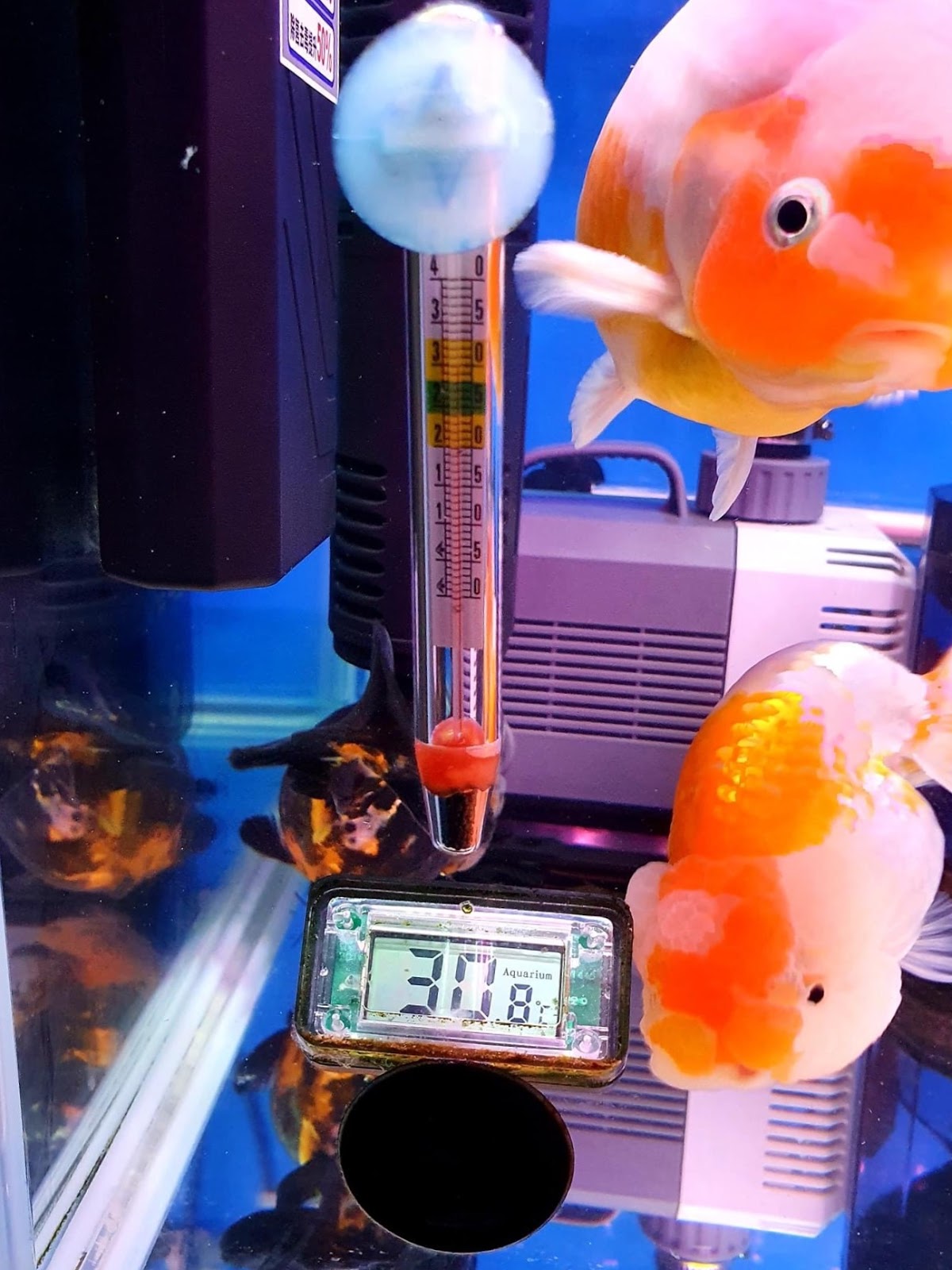 金魚&水族快訊Goldfish & Aquarium Messages: 水溫對金魚的影響(Effect of water ...