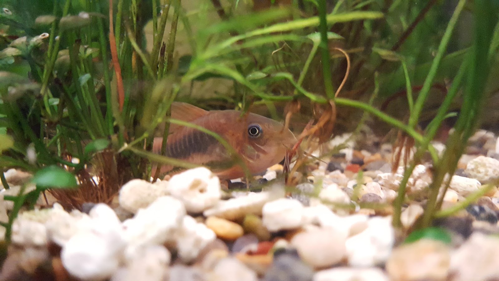 Philthy Phil's Fishes