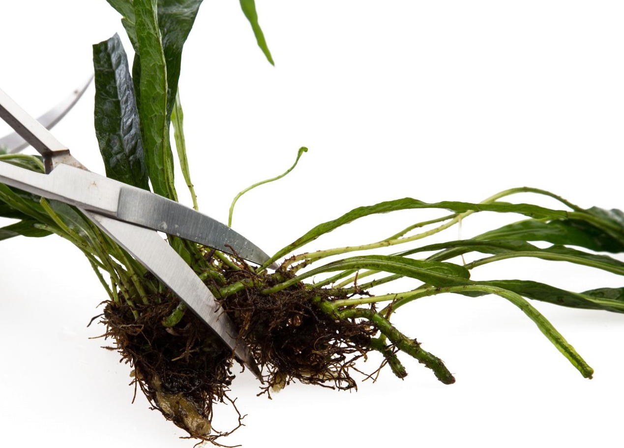 TRIMMING TANAMAN RHIZOME AQUASCAPE