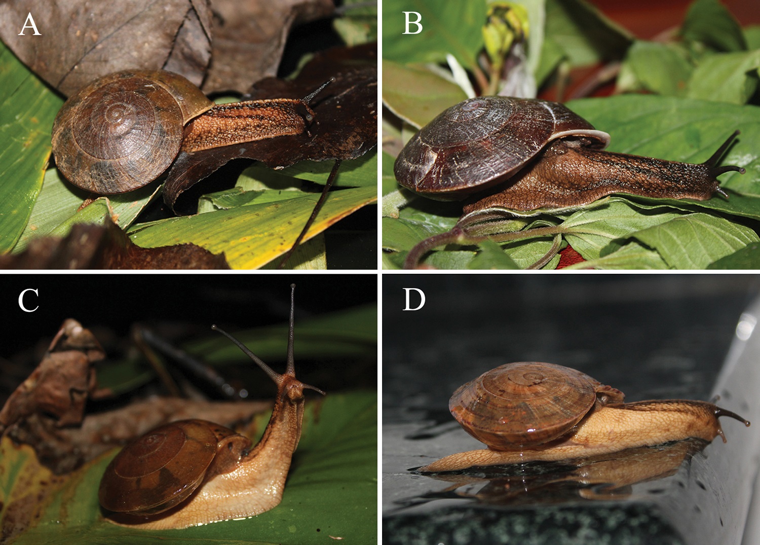 Species New to Science: [Mollusca • 2020] Camaena funingensis, C ...