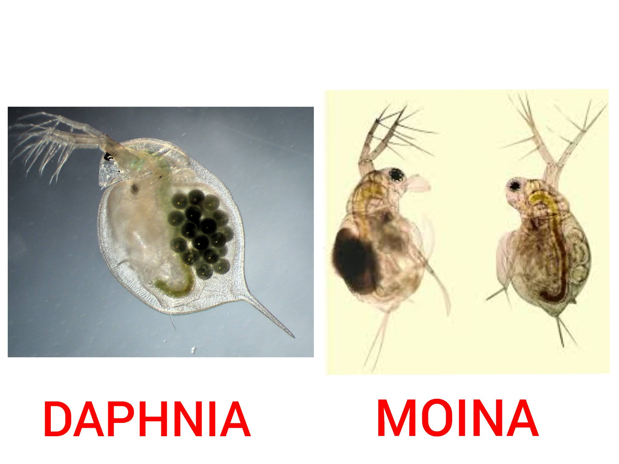 MENGENALI DAPHNIA MAGNA DAN MOINA SERTA PENGGUNAANNYA
