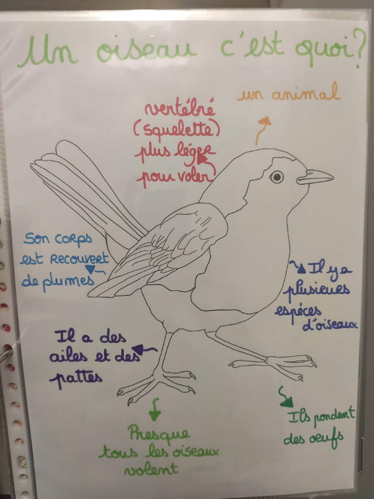 Activités sur le thème des oiseaux en Maternelle
